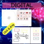 Nervous System Unit for Special Education | Human Body • Special Needs ...