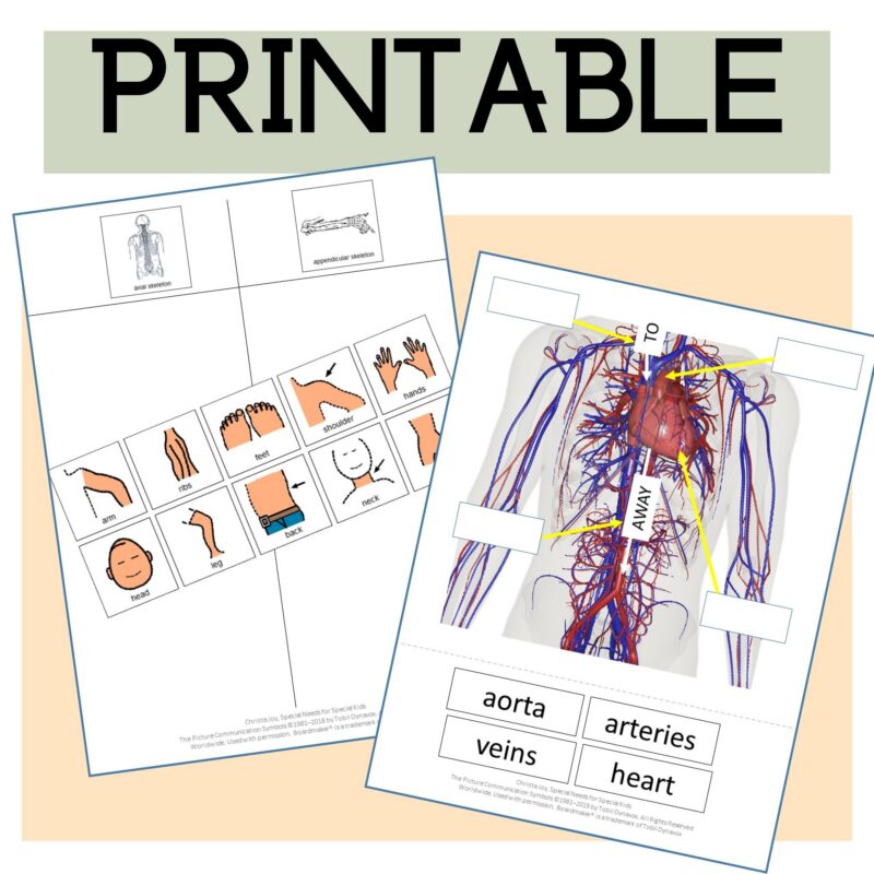 6 Human Body Systems Worksheets Special Education Middle School Health ...